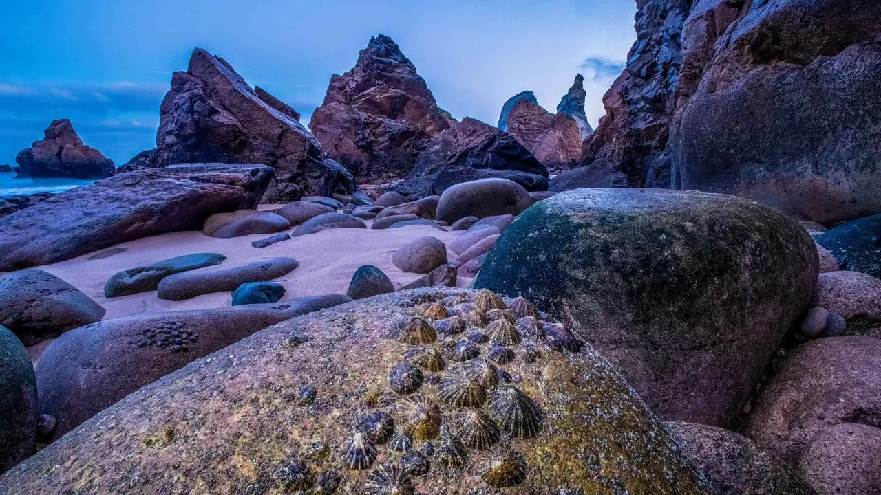 Quiet strength - Limpets at low tide on the coast of Praia da Ursa ...