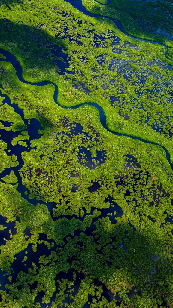 顺流而行 - 大沼泽地国家公园 - Daily Bing Wallpaper - DailyBing.com