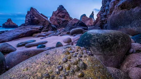 Limpets exposed at low tide on the coast of Praia da Ursa, Portugal ...