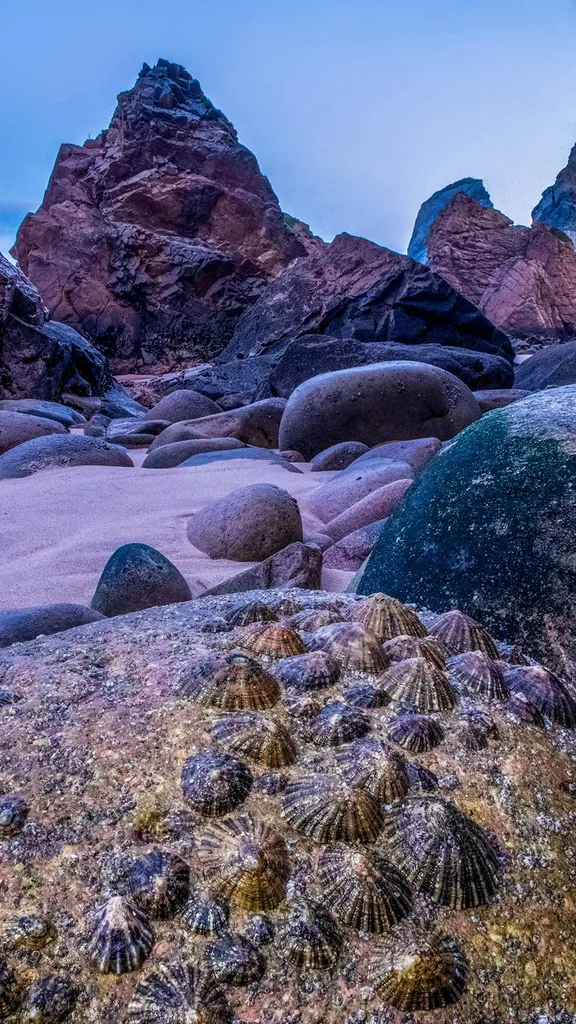 Quiet strength - Limpets exposed at low tide on the coast of Praia da ...