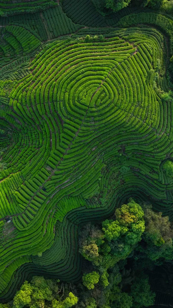 Tea terraces in Sichuan Province, China - Tea terraces in Sichuan ...
