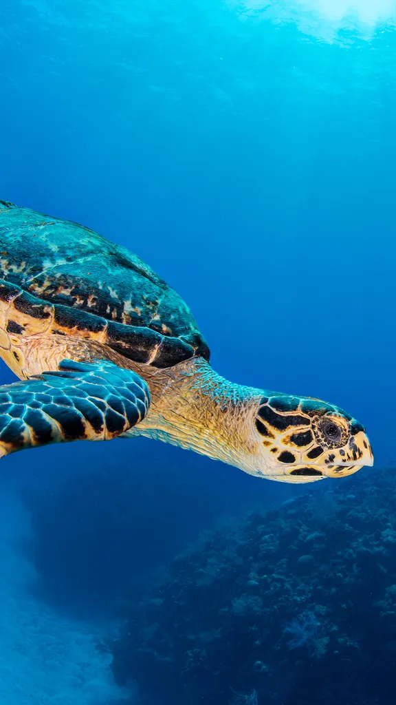 Nature's reef keepers - World Sea Turtle Day - Daily Bing Wallpaper ...