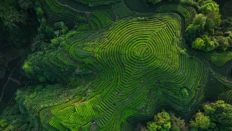 Brewing a legacy - International Tea Day - Daily Bing Wallpaper ...