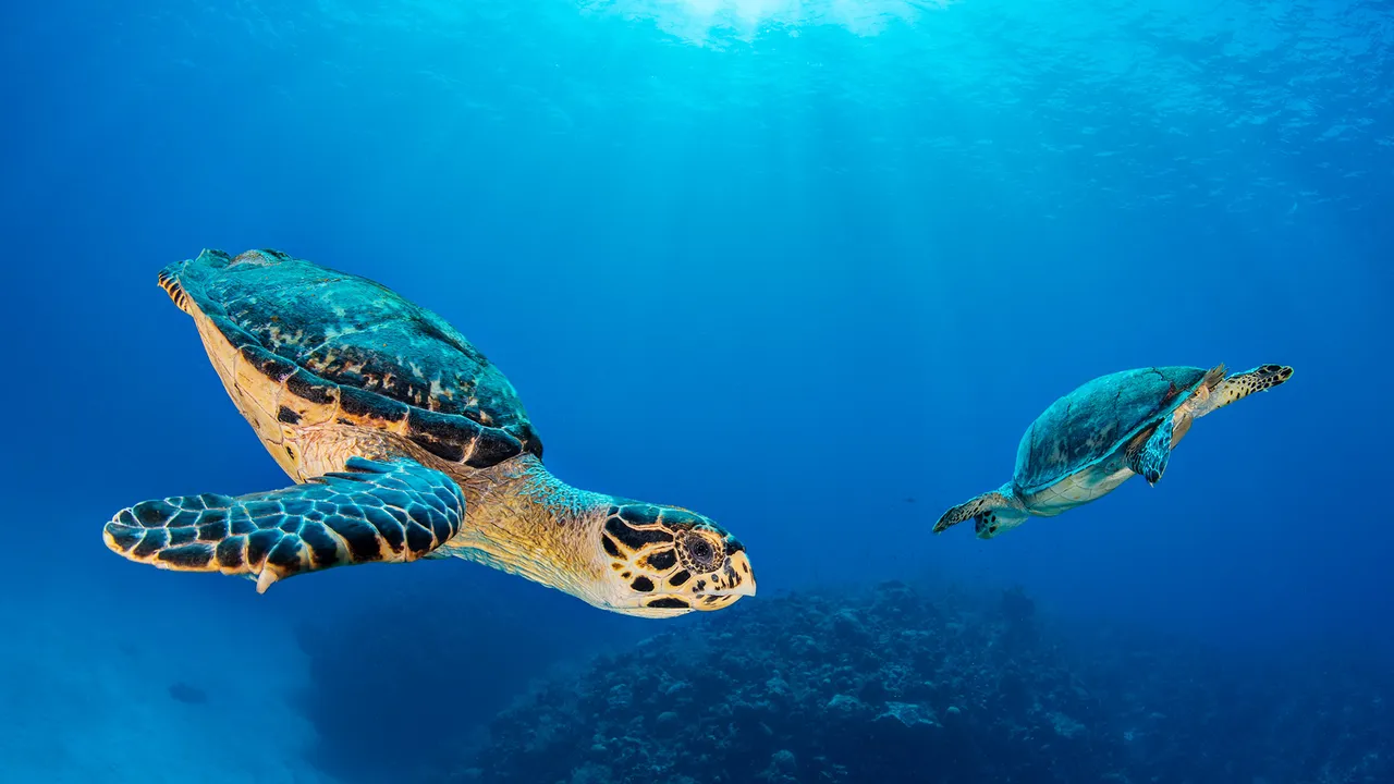 Nature's reef keepers - World Sea Turtle Day - Daily Bing Wallpaper ...