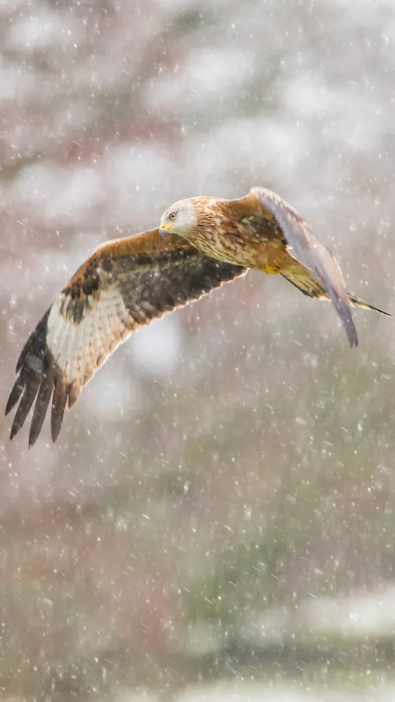 Red kite in snow - Red kite in snow (© Carl Mckie/500px/Getty Images ...
