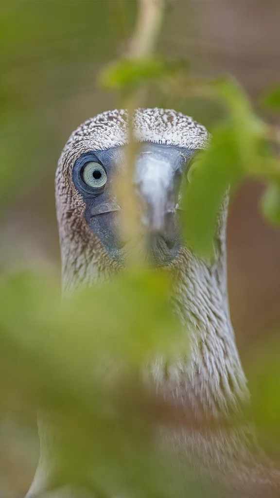 Blue-footed booby, Galápagos Islands, Ecuador - Blue-footed booby ...