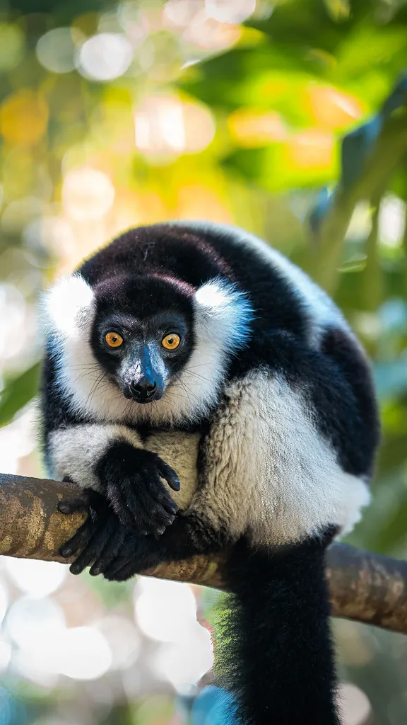 What remains wild - Black-and-white ruffed lemur in Madagascar ...