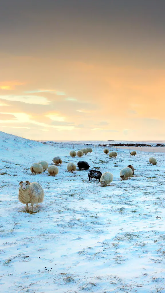 Feasting through frost - Sheep grazing in snow, Iceland (© Christophe ...